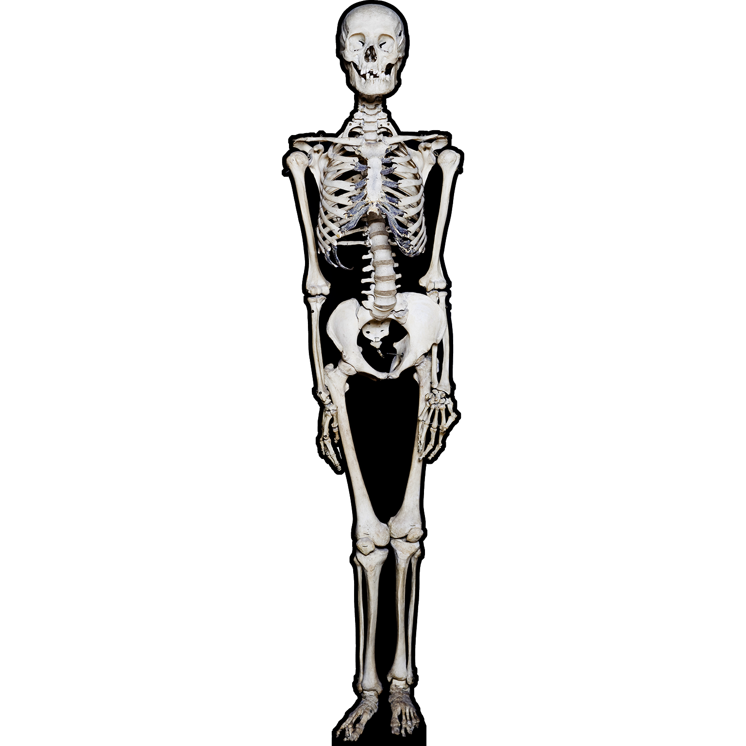 Skeleton Bones Skull Halloween Anatomy Cardboard Cutout – Life Size ...
