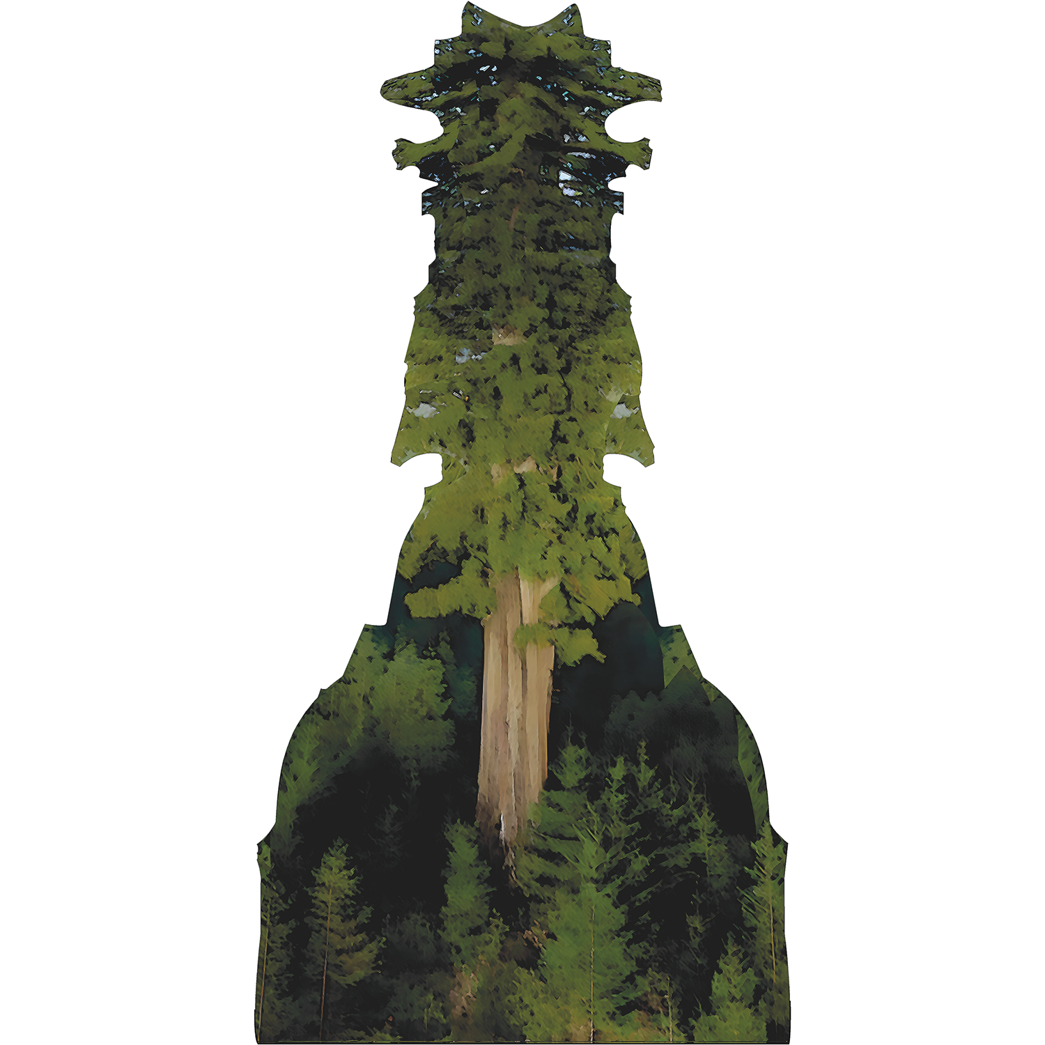 Hyperion Sequoia Worlds Tallest Tree Redwood California Cardboard ...
