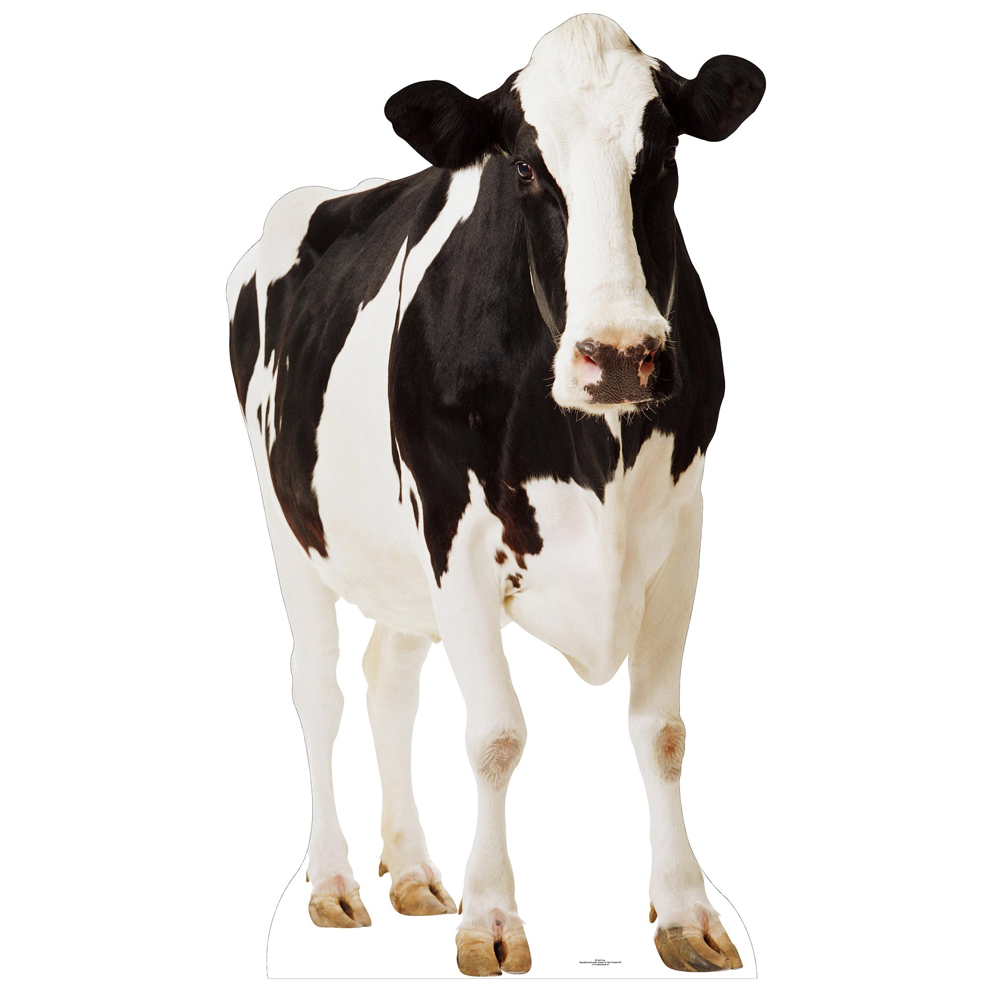 Cow Cardboard Cutout Free Shipping – Life Size Custom Cutouts