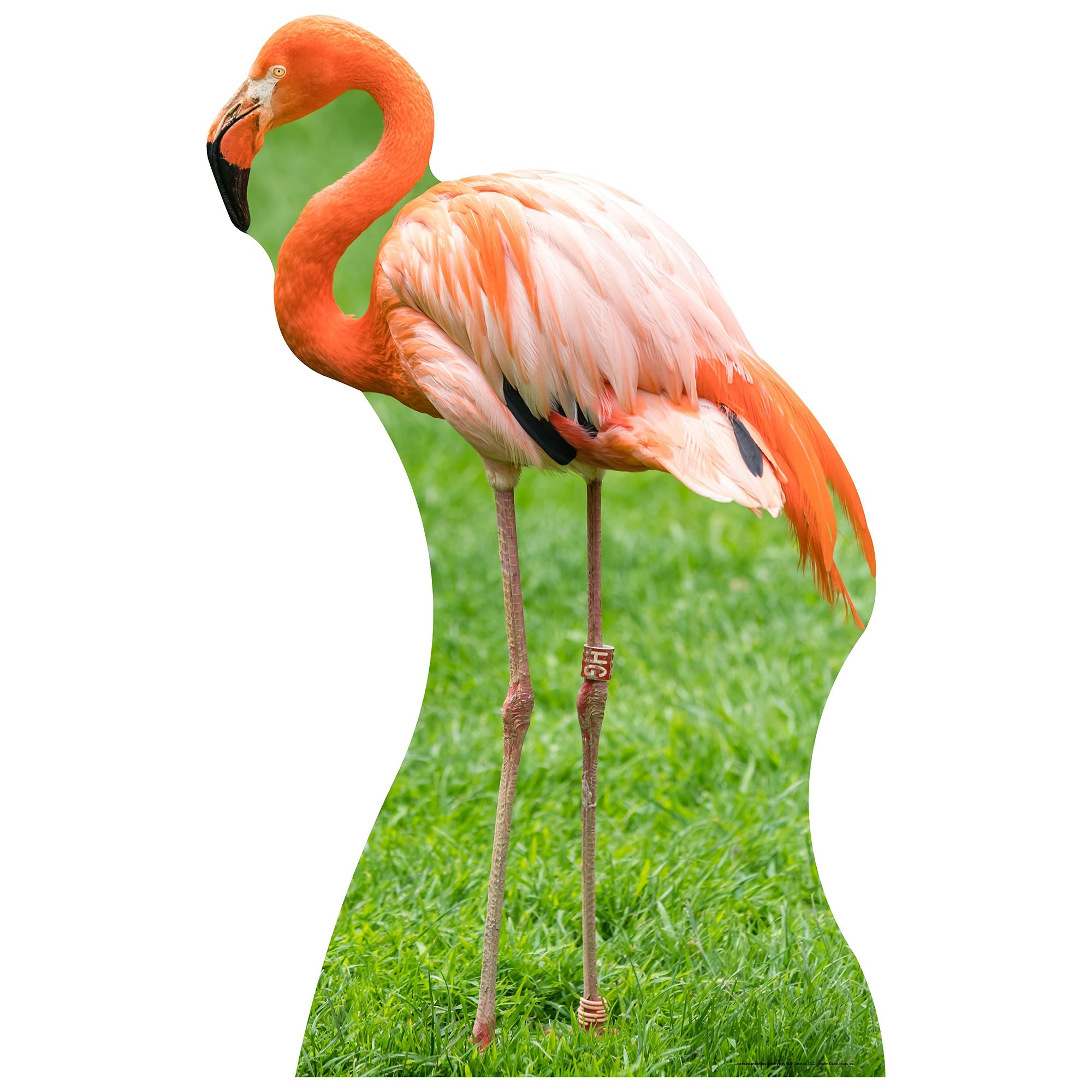 Flamingo Cardboard Cutout Free Shipping – Life Size Custom Cutouts