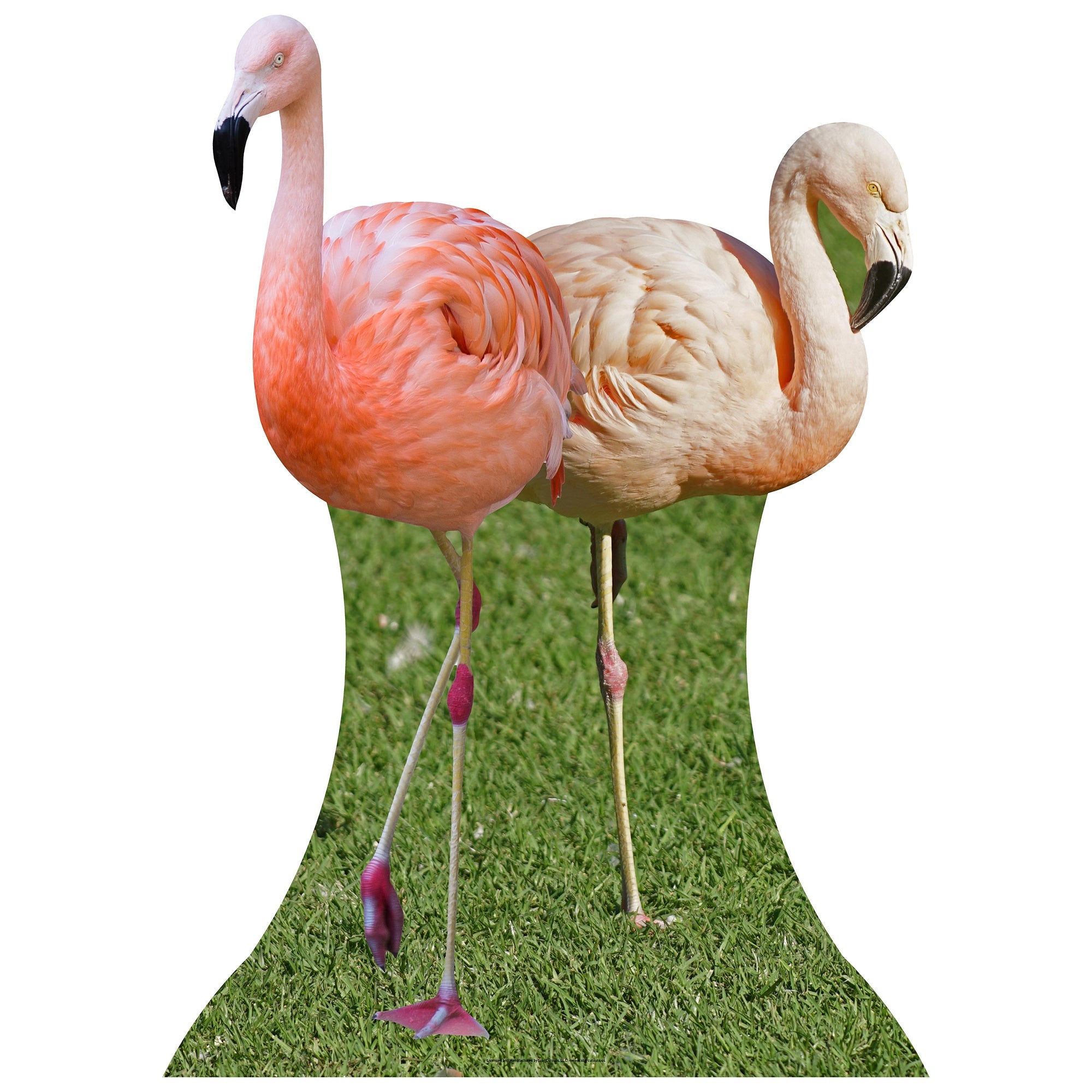 Flamingos Cardboard Cutout Free Shipping – Life Size Custom Cutouts