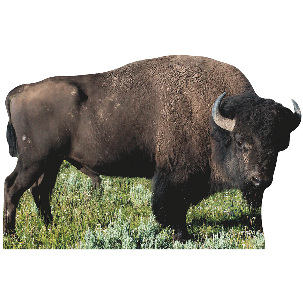 American Bison Cardboard Cutout Free Shipping – Life Size Custom Cutouts