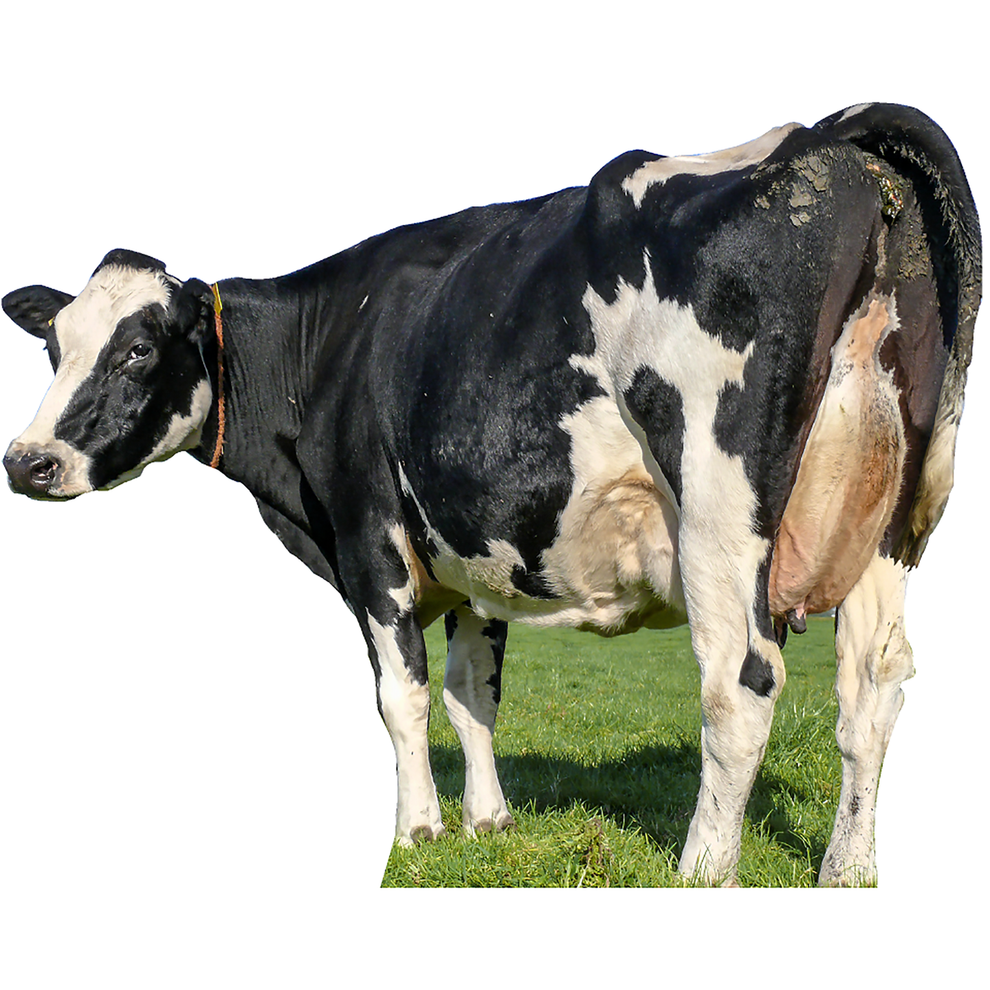 Cow Rear Angle With Udder Cardboard Cutout Free Shipping – Life Size ...
