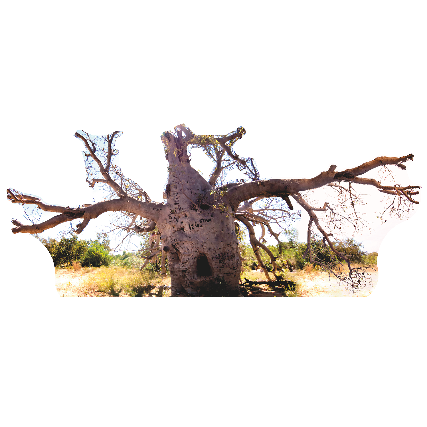 Boab Prison Tree Famous Trees Cardboard Cutout Free Shipping – Life ...