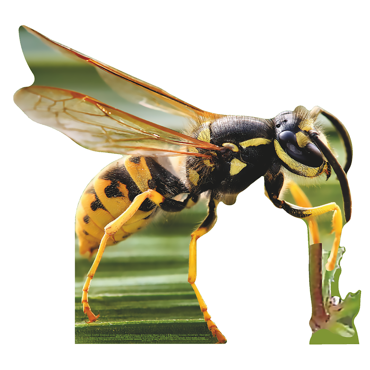 Giant Wasp Side Ways Cardboard Cutout Free Shipping – Life Size Custom ...