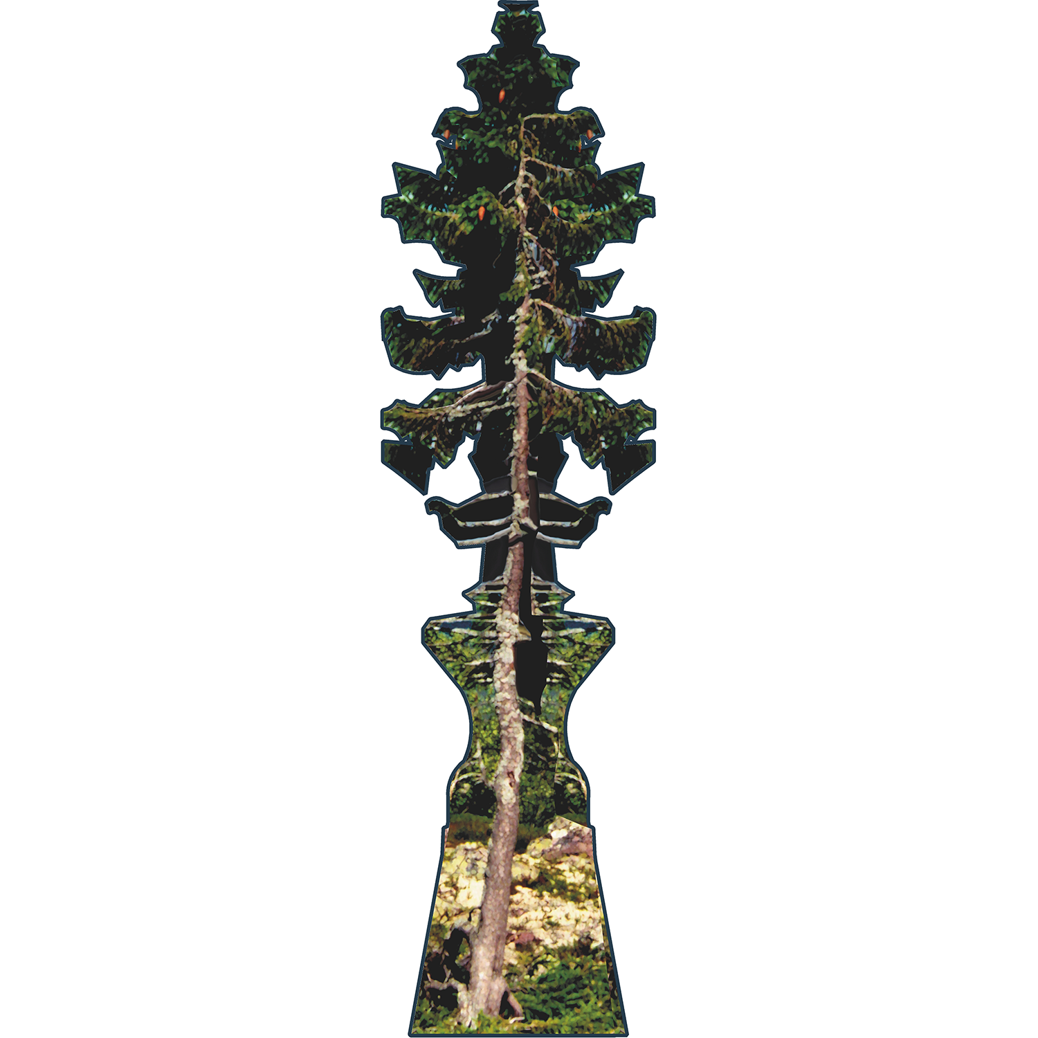 Old Tjikko Norway Spruce Sweden Oldest Tree Root System Cardboard ...