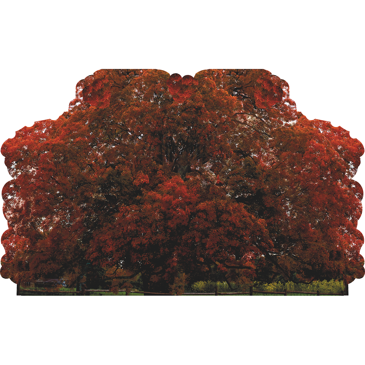 Comfort Maple Oldest Sugar Maple Tree Canada Cardboard Cutout – Life ...