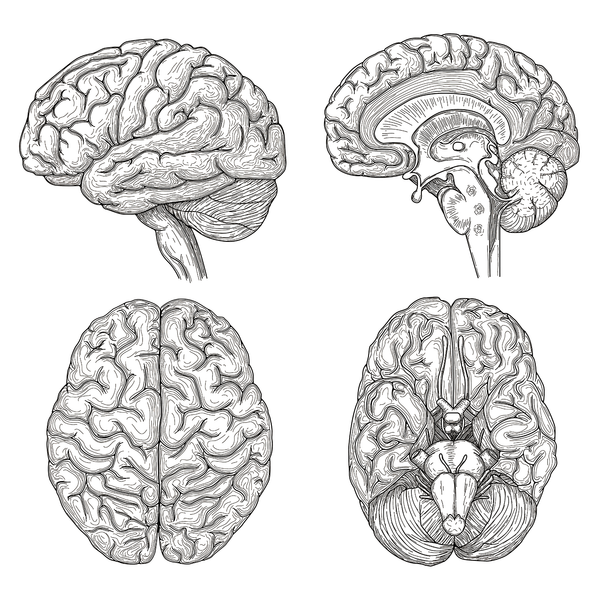 Anatomical Human Brain 4pack Illustration Science Biology Cardboard ...