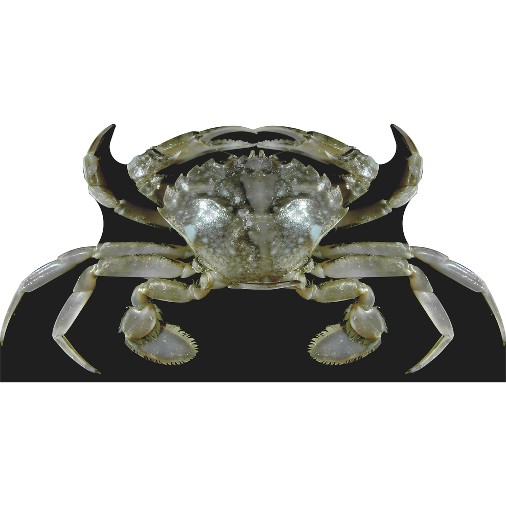 Atlantic Crab Cardboard Cutout – Life Size Custom Cutouts