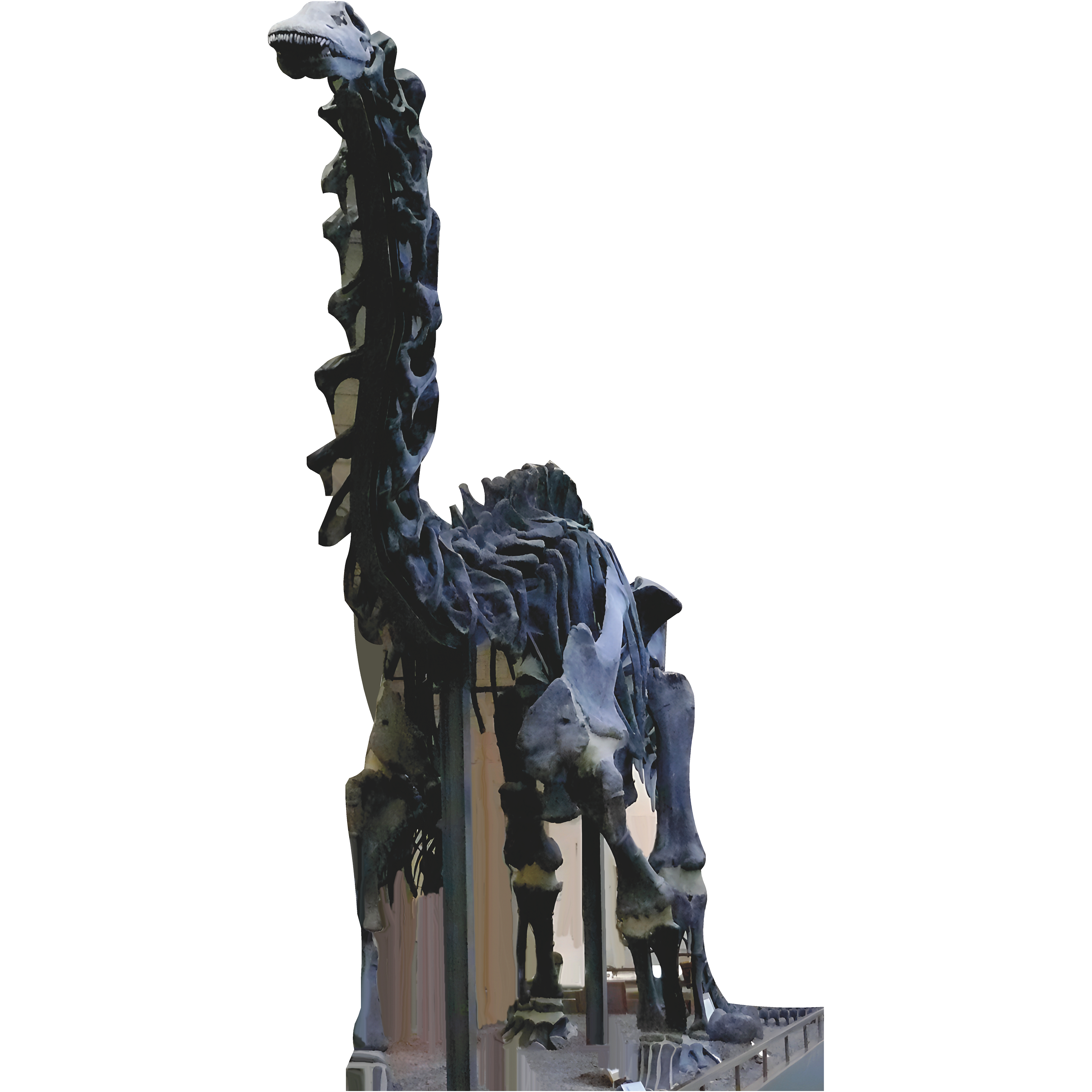 Brontosaurus Skeleton Jurassic Era Long Neck Dinosaur Cardboard Cutout ...